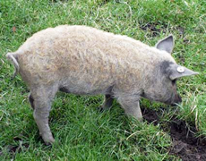 Cannon Hall Farm - Tourist Attractions in Yorkshire - Yorkshire Caravan ...